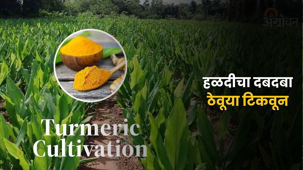 Turmeric Farming | हळदीचा दबदबा ठेवूया टिकवून | Maintaining Turmeric's ...