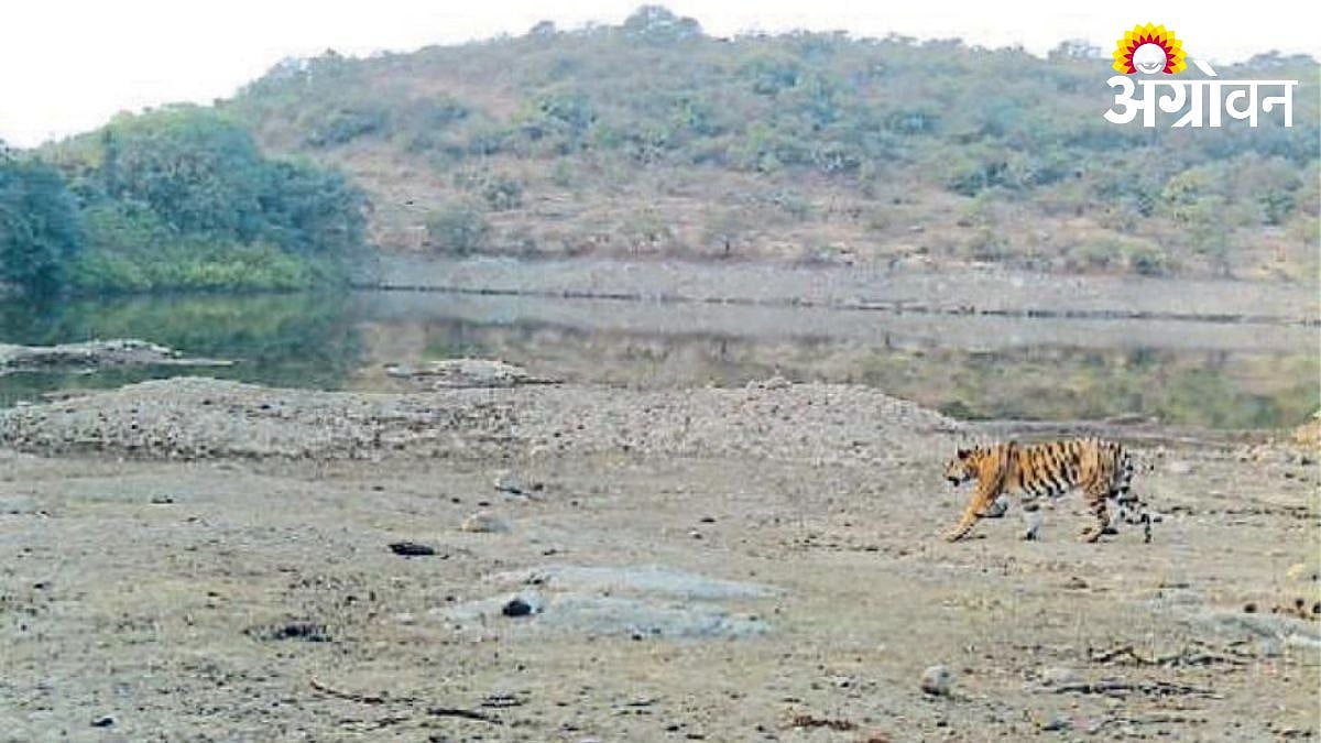 Tiger Terror । टिपेश्वरच्या बछड्याचा बालाघाटात दरारा । Tigress T-22’s ...