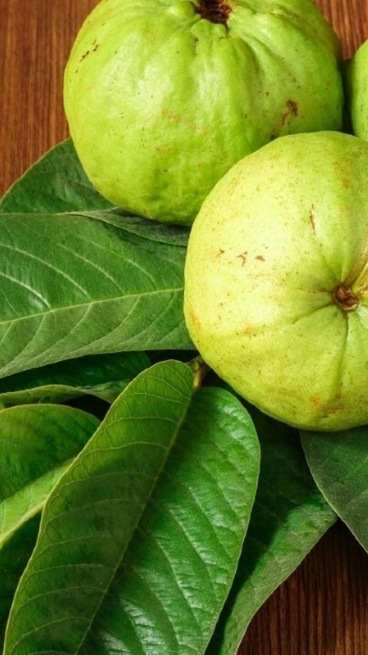 Guava Processing : वाया जाणाऱ्या पेरुवर करा प्रक्रिया आणि नुकसान कमी करा|Optimize the Process ...