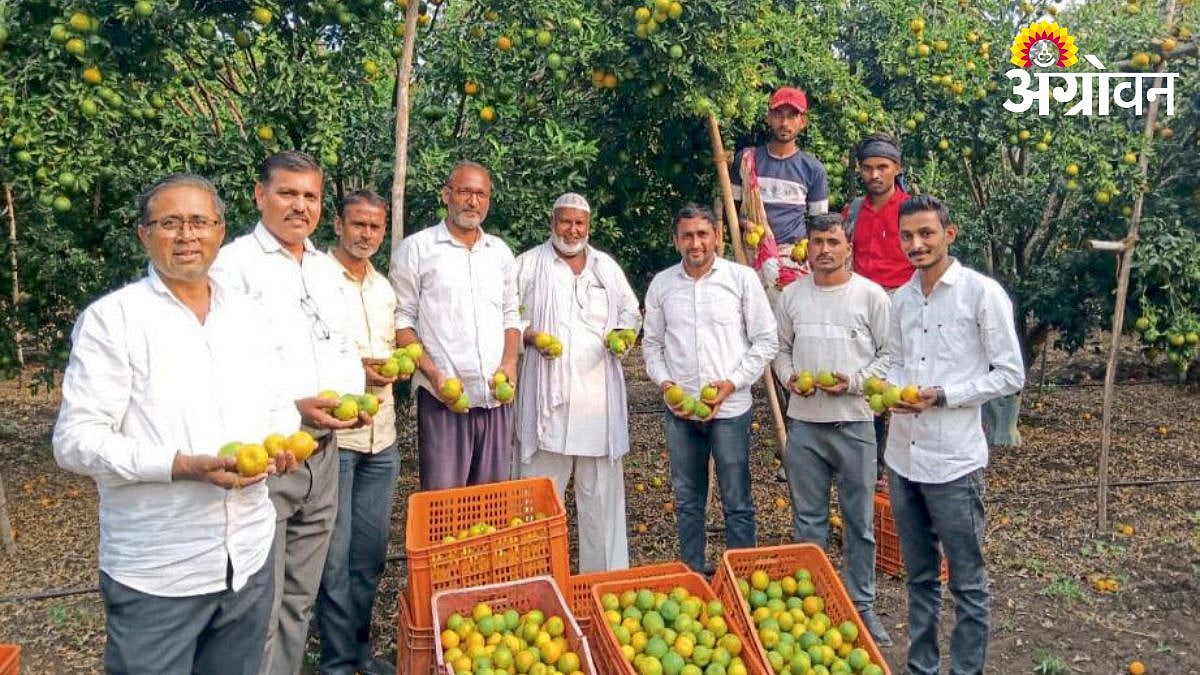 Washim orange harvest । वाशीमला संत्र्याच्या मृग बहर तोडणीस प्रारंभ ...