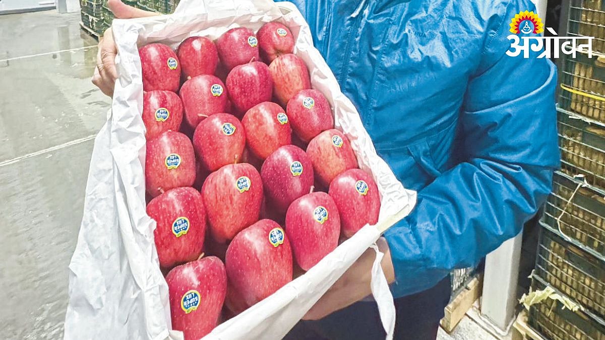 Iran Apple । इराणचे सफरचंद बाजारामध्ये दाखल । Iranian Apples Enter ...