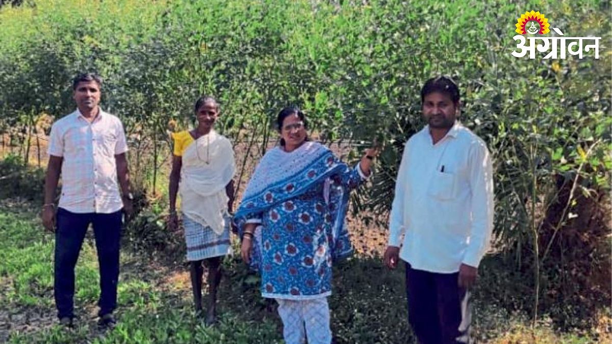 Tur Crop । बांधावरील हिरव्या तुरीच्या शेंगा बहरल्या । Green Pigeon Pea ...