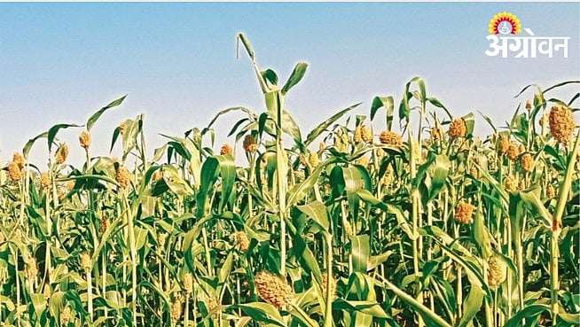 Jowar Crop । ज्वारी आली हुरड्यात.. । Fresh Jowar Lights Up Rural Winter ...