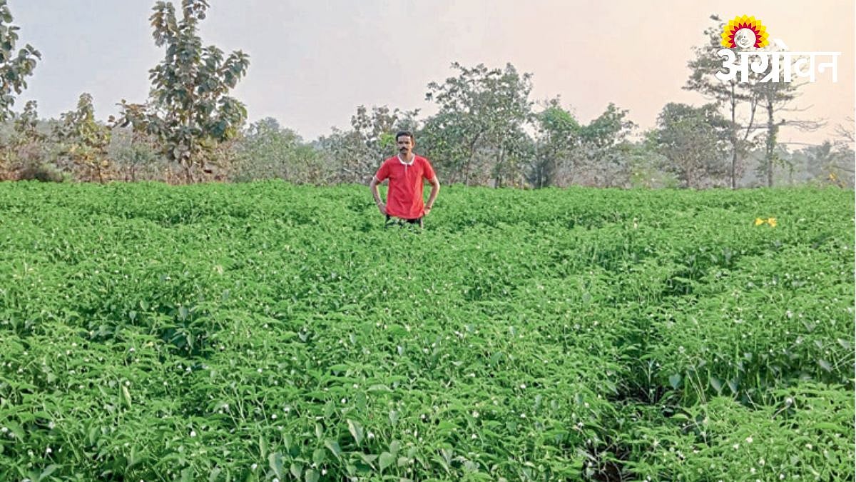 Chili Cultivation । मिरचीने शेतकऱ्यांच्या संसारात गोडवा । Chilli ...