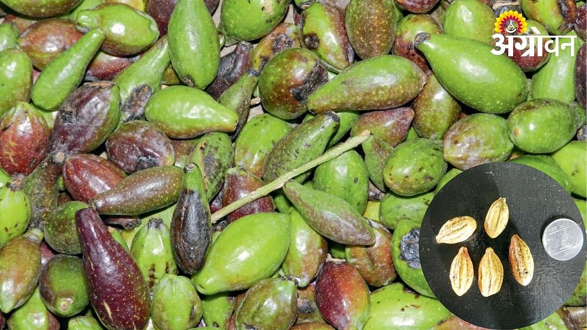 Hirda Crop । सह्याद्रीतील हिरड्याचा तिढा । The Hirda Crop Dilemma in ...