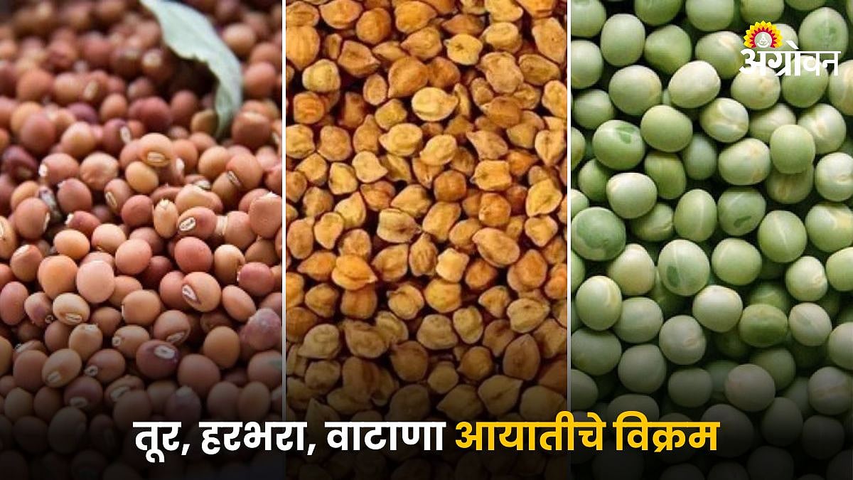 Pulses Import | तूर, हरभरा, वाटाणा आयातीचे विक्रम | India’s Tur, Chana ...