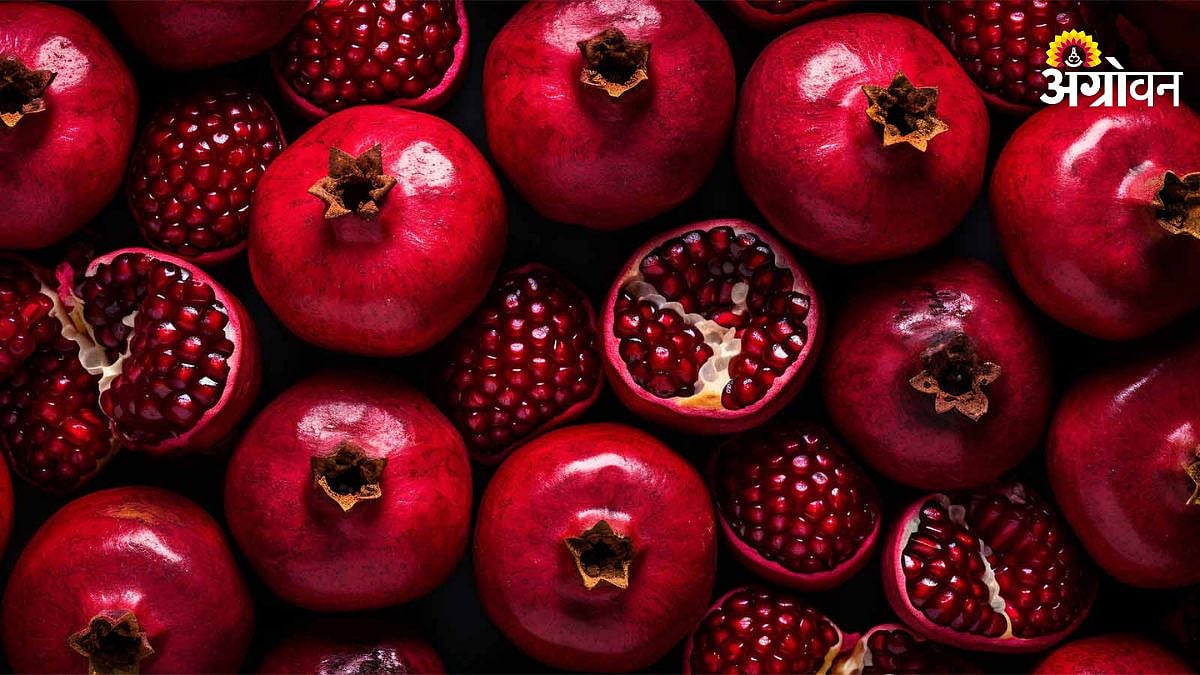 Dalimb Market Price | "डाळिंबाच्या दरात स्थिरता; फेब्रुवारीच्या ...