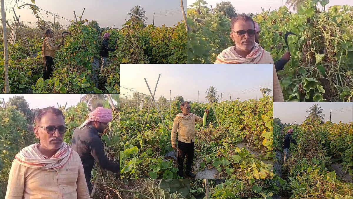 Dudhi Bhopala Crop : १ लाख खर्चून दुधी पिकवला; दर मात्र २ रूपये ...