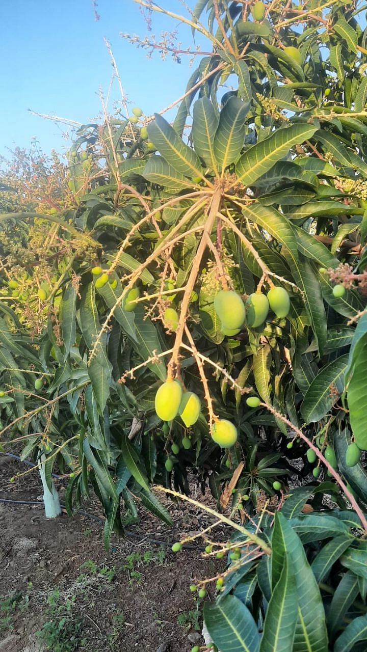 Mango Crop Management : भरपूर फळांच्या उत्पादनासाठी आंबा बागेचं नियोजन ...