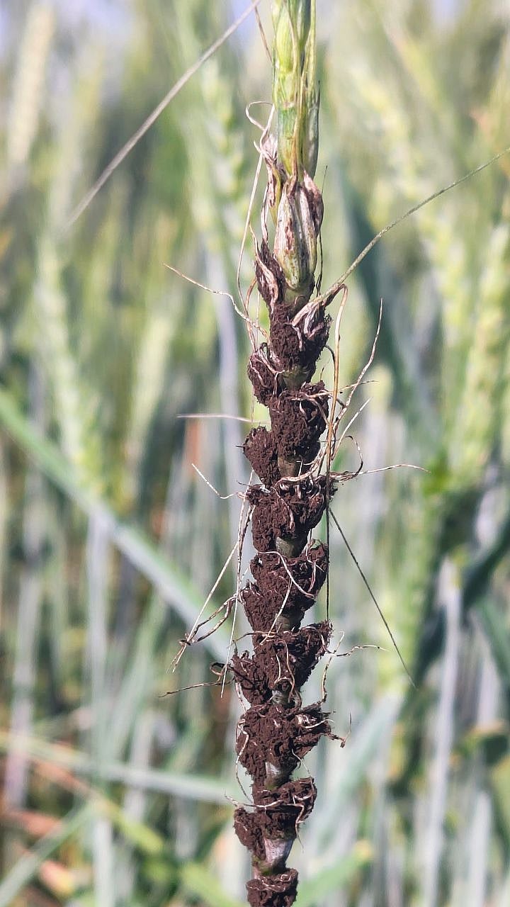 Wheat Smut Disease : गहू पिकाला स्मट रोगाचा धोका ; कोणते उपाय कराल ...