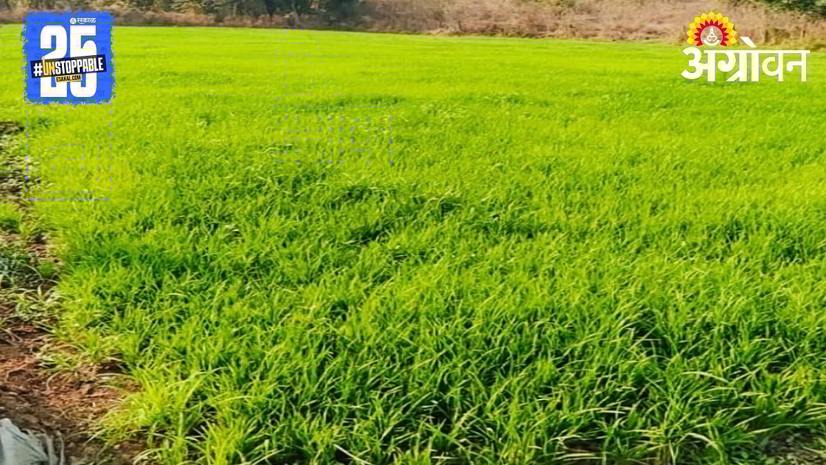 Summer Paddy Farming । वाडा तालुक्यात उन्हाळी भातशेतीकडे कल । Growing ...