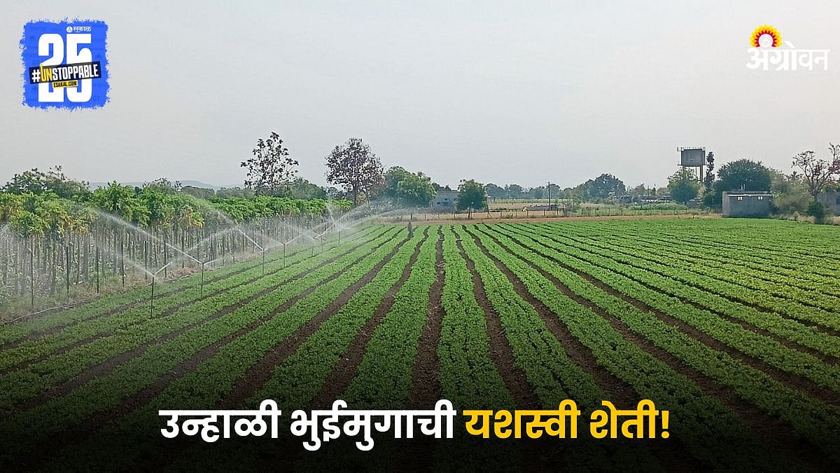 Summer Groundnut Farming | उन्हाळी भुईमुगाची यशस्वी शेती! पाणी ...