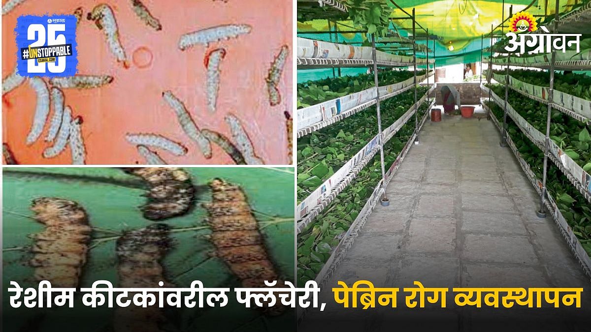 Silkworm Disease | रेशीम कीटकांवरील फ्लॅचेरी, पेब्रिन रोग व्यवस्थापन ...