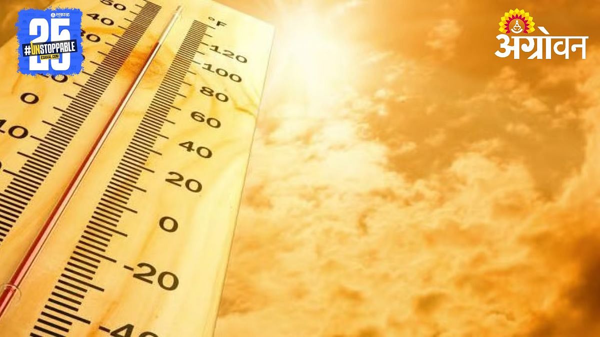 Summer Heat । उष्णतेचा फळपिकांना मोठा फटका । Rising Heat Takes a Toll ...