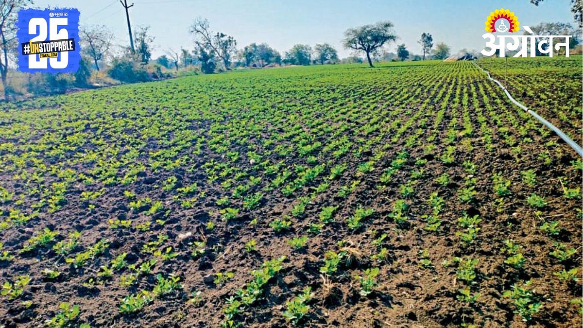 Crop Stress । उन्हाच्या तीव्रतेमुळे पिकांची तहान वाढली । Rising ...