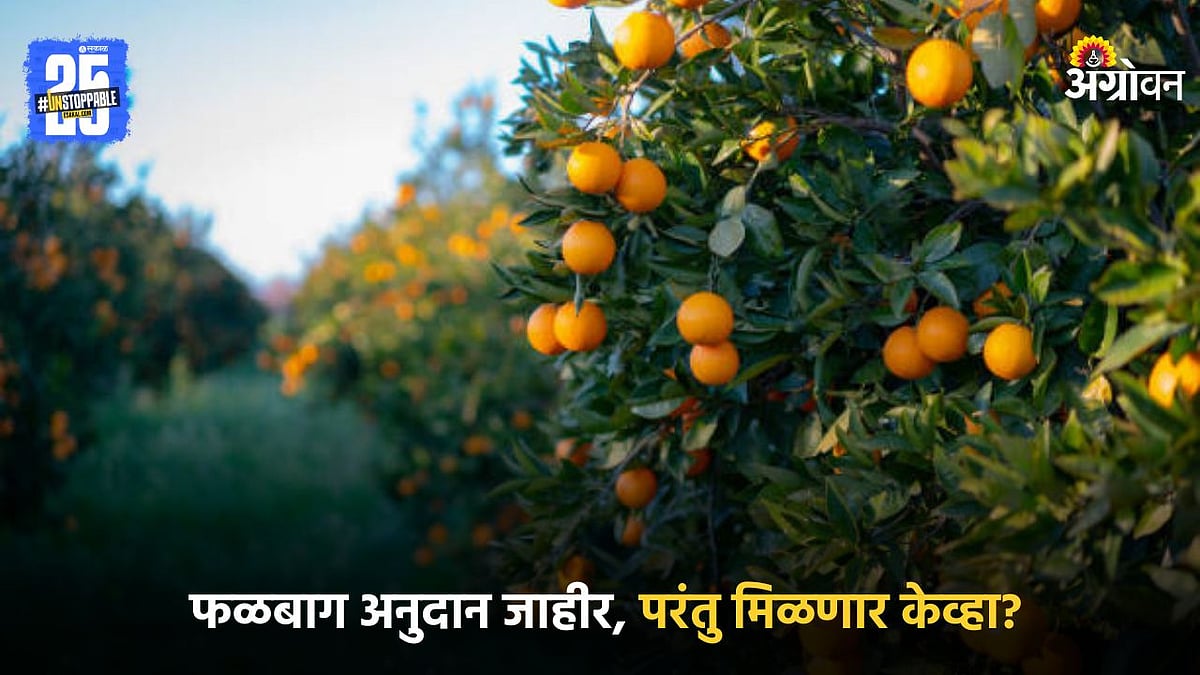 Fruit Orchard Subsidy | फळबाग अनुदान जाहीर, परंतु मिळणार केव्हा? | Fruit Orchard Subsidy ...
