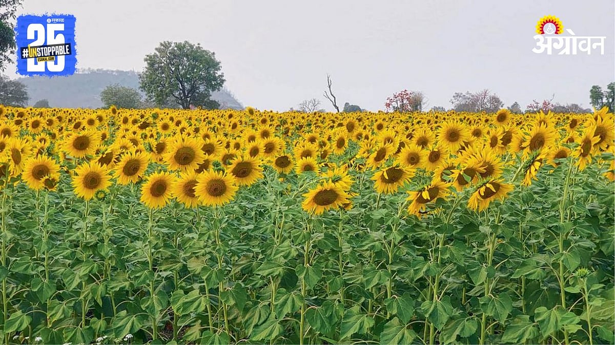 Sunflower Farming । घाटनांद्रा-धारला शेतशिवारामध्ये बहरले सूर्यफुलाचे ...