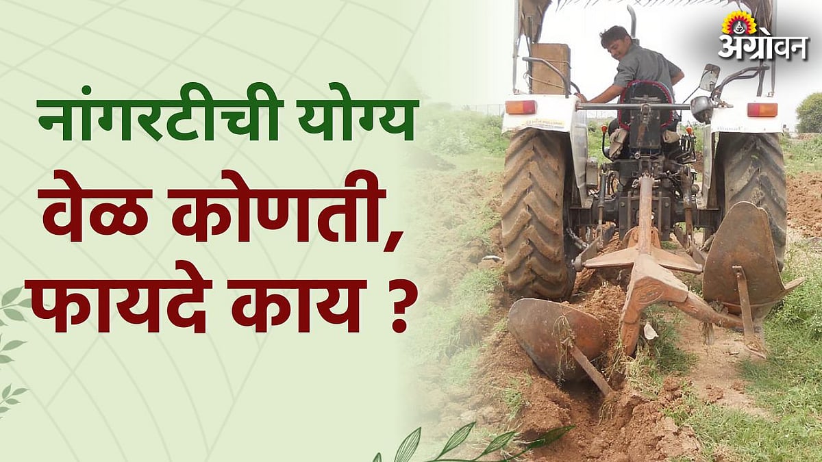 Benefits of plowing: पीक काढल्यानंतर नांगरणी का महत्त्वाची? जाणून घ्या ...