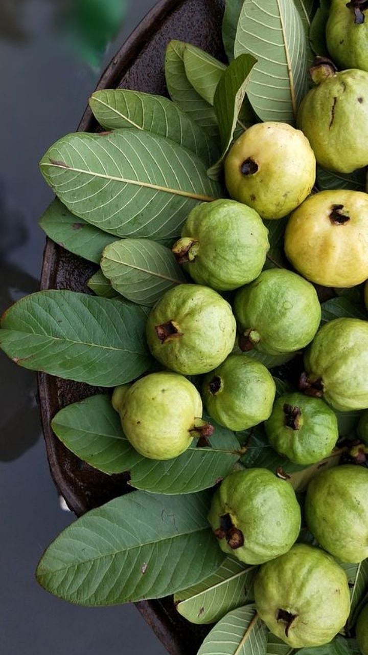 Guava Leaves Chewing । पचनापासून त्वचेपर्यंत पेरूची पाने आरोग्यासाठी ...