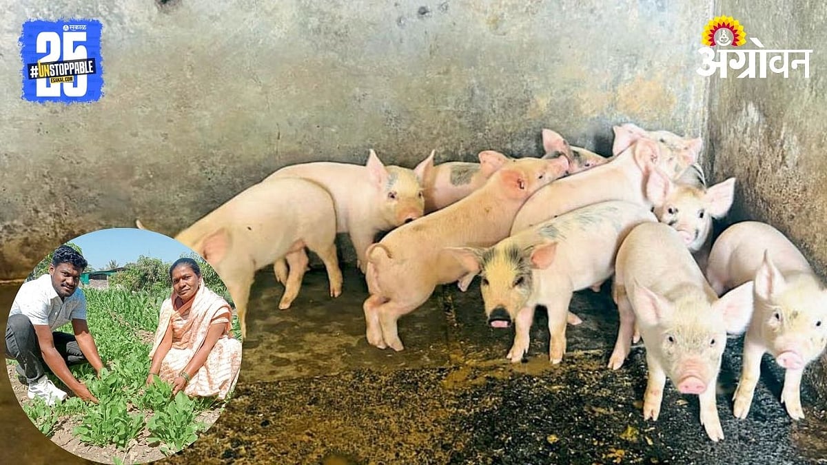 Pig Farming । स्वतःचं मार्केट तयार करत वराहपालनातून आर्थिक स्थैर्याचा ...