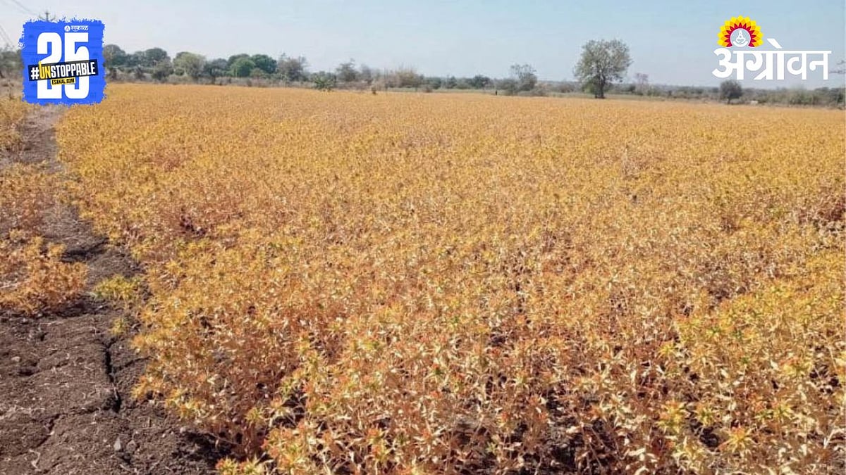 Safflower Sowing । रब्बी हंगामात करडईची पेरणी वाढली । Increased ...
