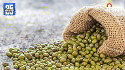 Agriculture News | Latest Agriculture News in Marathi | कृषीविषयक ...