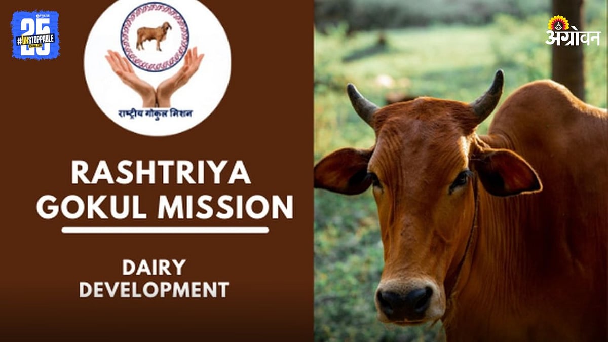 Gokul Mission | गोकूळ अभियान, दुग्धविकास’च्या सुधारित कार्यक्रमास ...