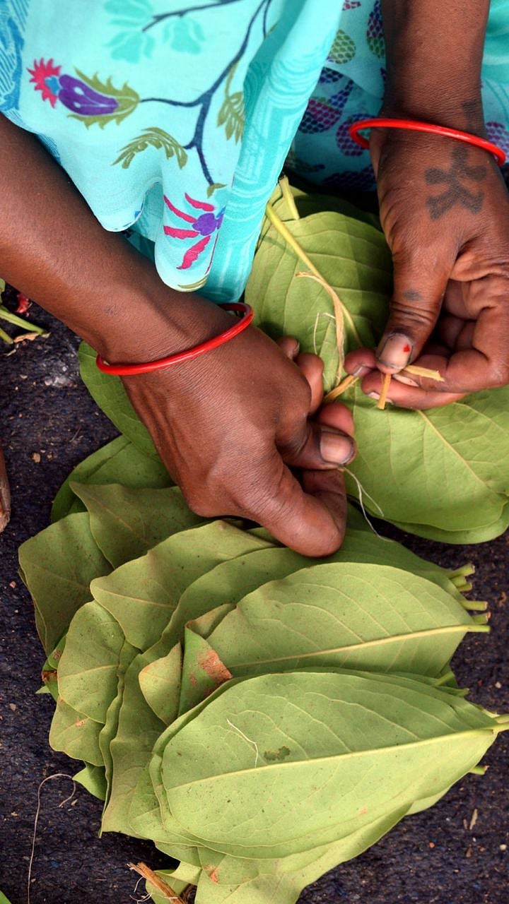 Tendu Tree Benefits : तेंदू वृक्षाची फक्त पानेच उपयोगी नाही तर फळे ...
