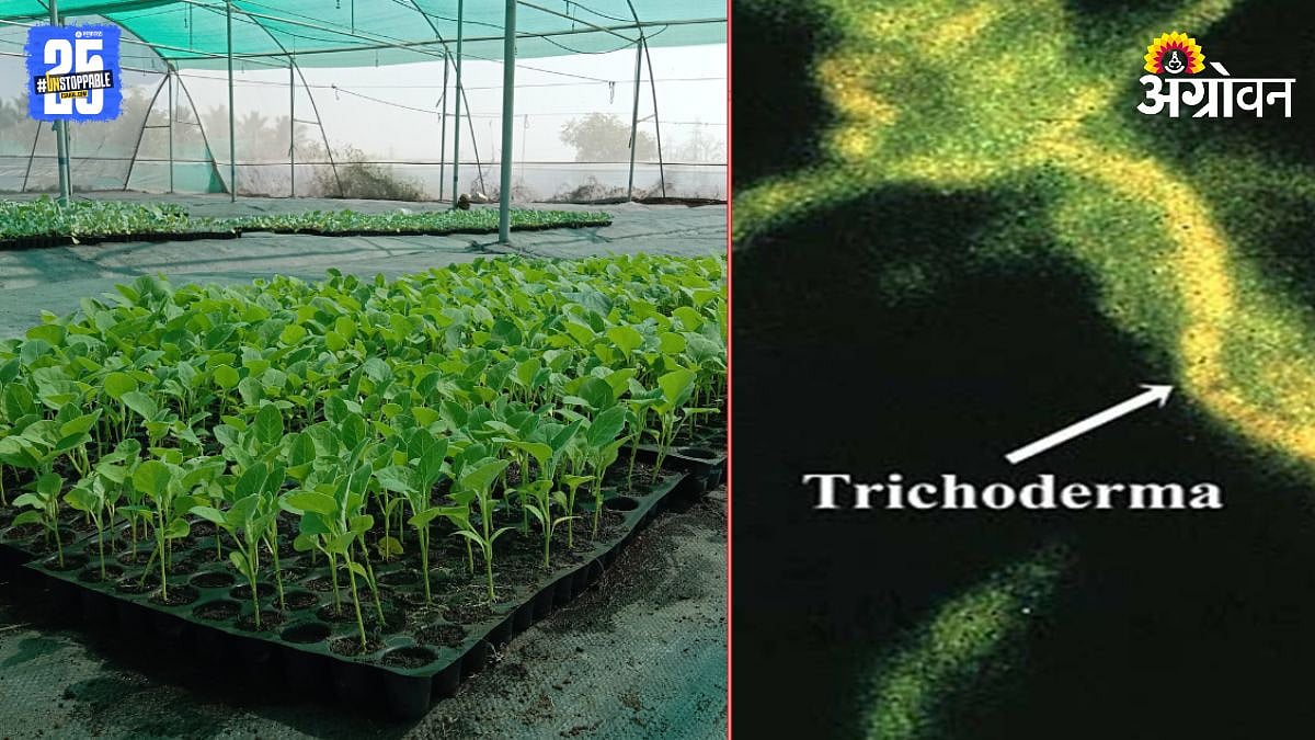 Trichoderma Fungi : रोग नियंत्रणासाठी पर्यावरणपूरक ट्रायकोडर्मा बुरशीचा ...