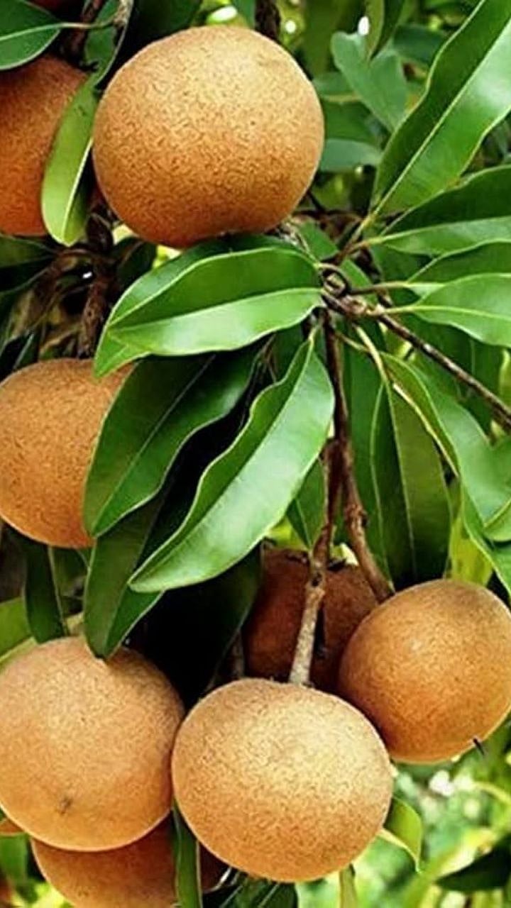 Sweet Chiku Fruit : अग्नाशय मजबूत करायचा आहे तर 'हे' फळ खाल्लेच पाहिजे ...