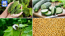 Agriculture News | Latest Agriculture News in Marathi | कृषीविषयक ...