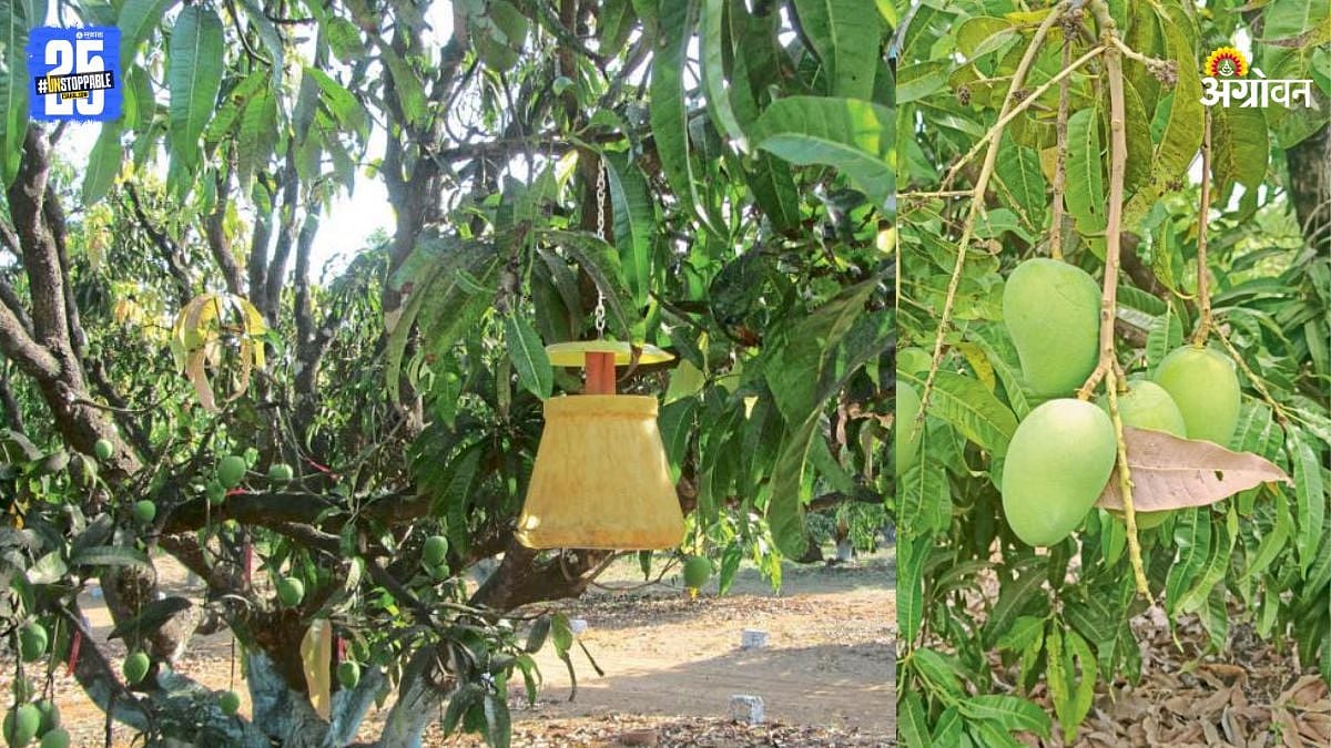 Mango Crop Management : आंबा बागेतील फळगळ, फळमाशीला कसं रोखाल?|How to Prevent Fruit Drop and ...