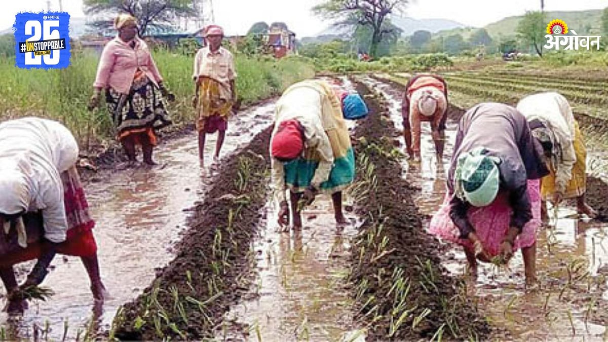 Onion Cultivation | रब्बी उन्हाळ कांद्याची यंदा विक्रमी लागवड | Record ...