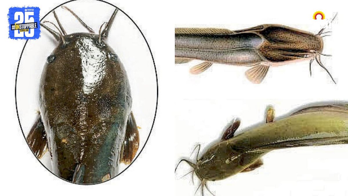 Indigenous Catfish | देशी मागूर संवर्धन: फायदे, तंत्र आणि बाजारपेठ ...