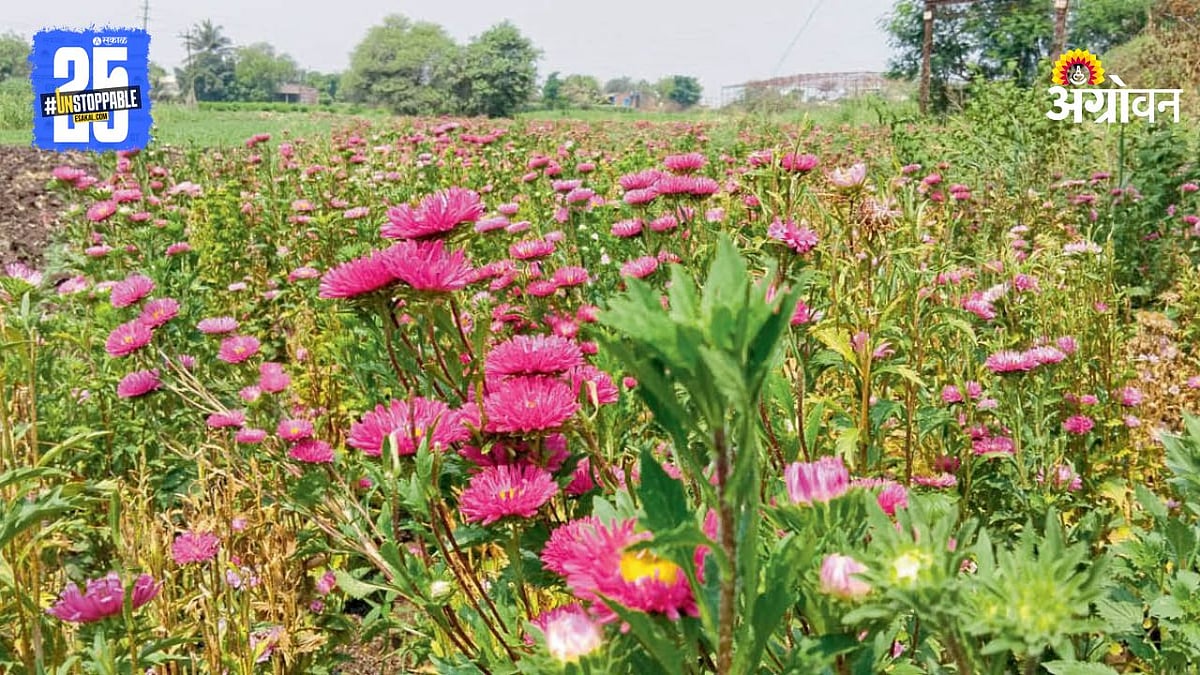 Aster Flower Farming | खेड तालुक्यात ॲस्टरची फुलशेती कोमेजली! | Aster ...