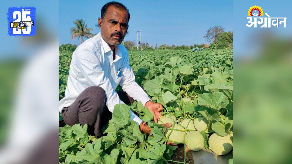 Muskmelon Farming । एकेकाळचा मजूर झाला खरबूज शेतीतील मास्टर । From ...
