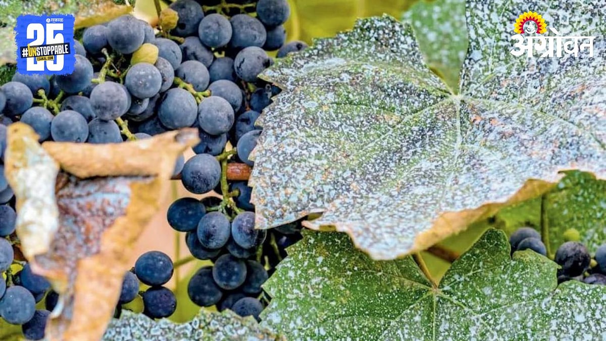 Grape Disease । बोर्डो मिश्रण वापराची योग्य रणनीती । Effective Grape ...