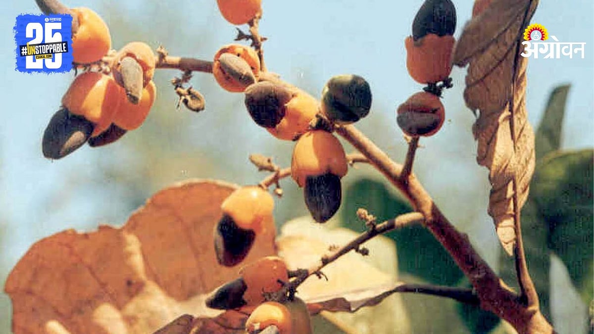 Bibba Medicinal Plant | औषधी गुणधर्मांनीयुक्त बिब्बा | Medicinal ...