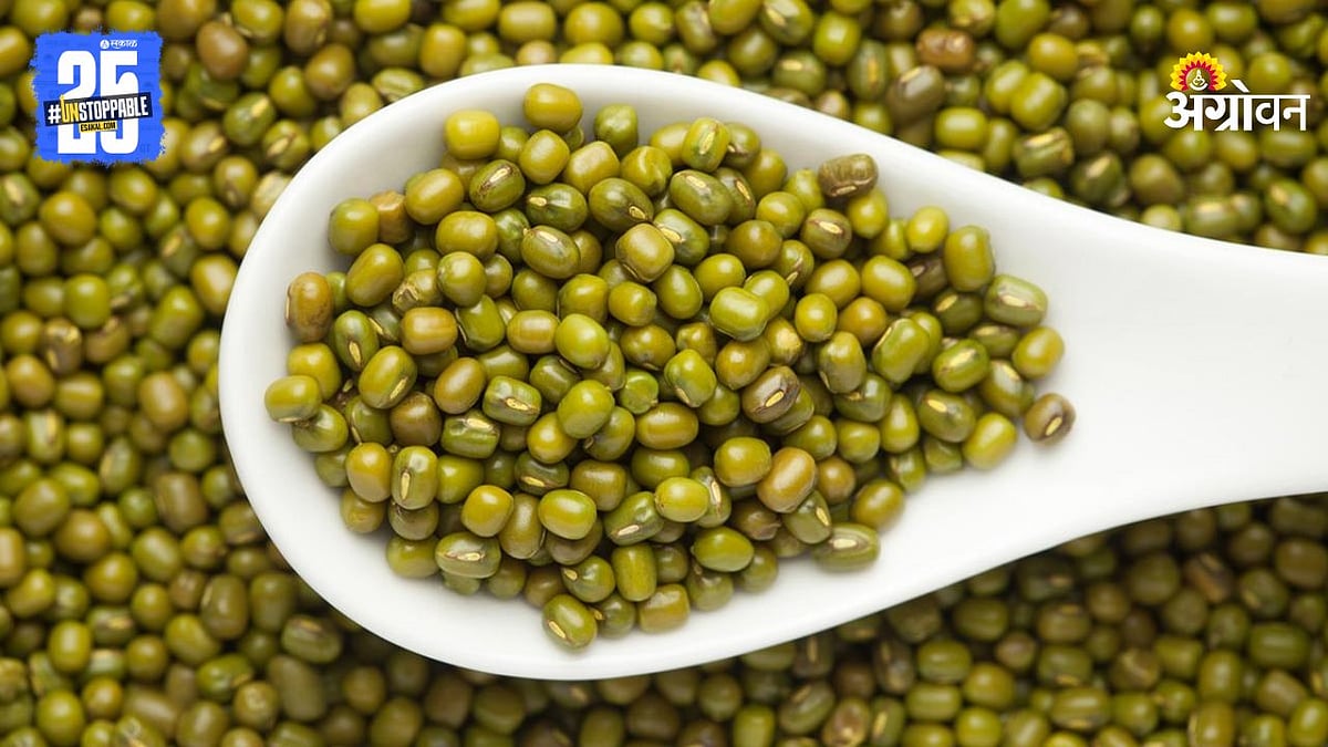 Moong Benefits | आरोग्यदायी आहारासाठी मूग | Moong beans for a healthy ...