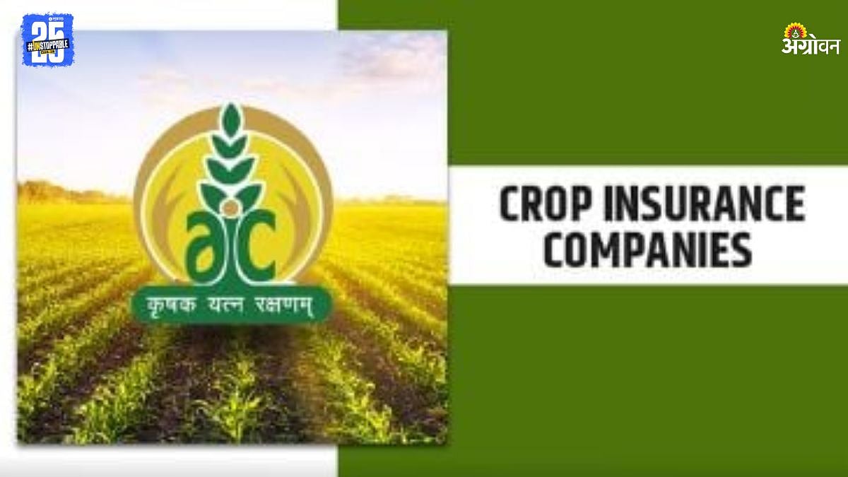 Crop Insurance Company : पालकमंत्र्यांकडून पीकविमा कंपनीची झाडाझडती ...