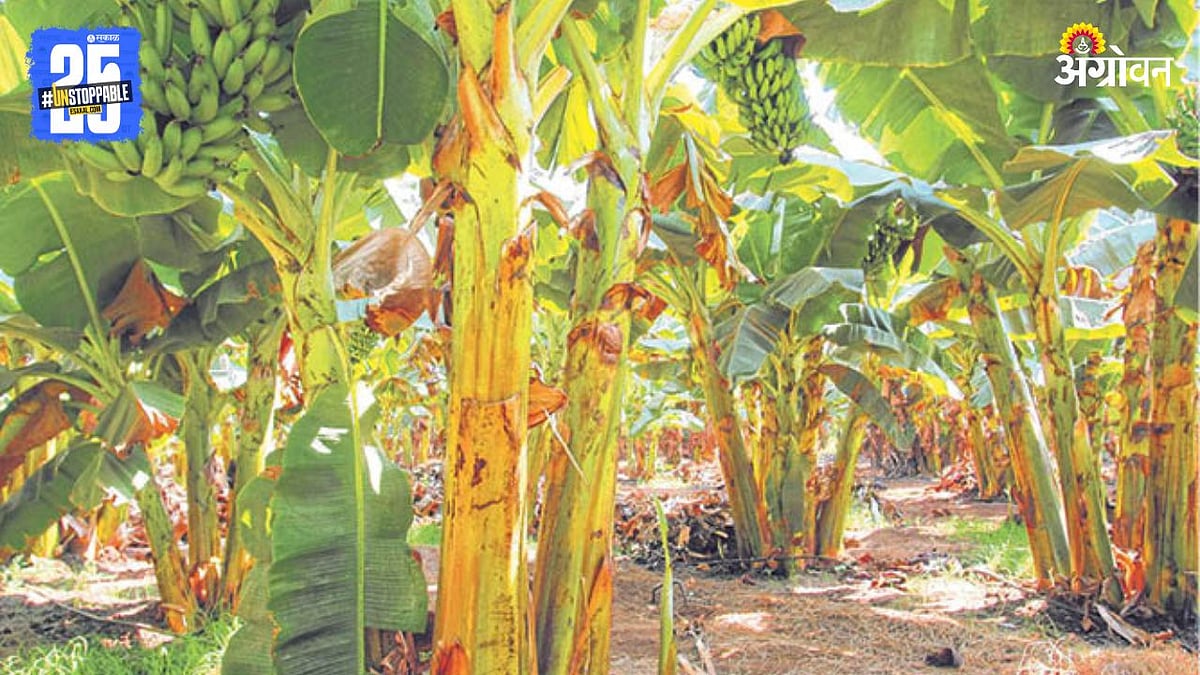 Banana Crop Damage | खानदेशात केळी बागा होरपळू लागल्या | Banana ...