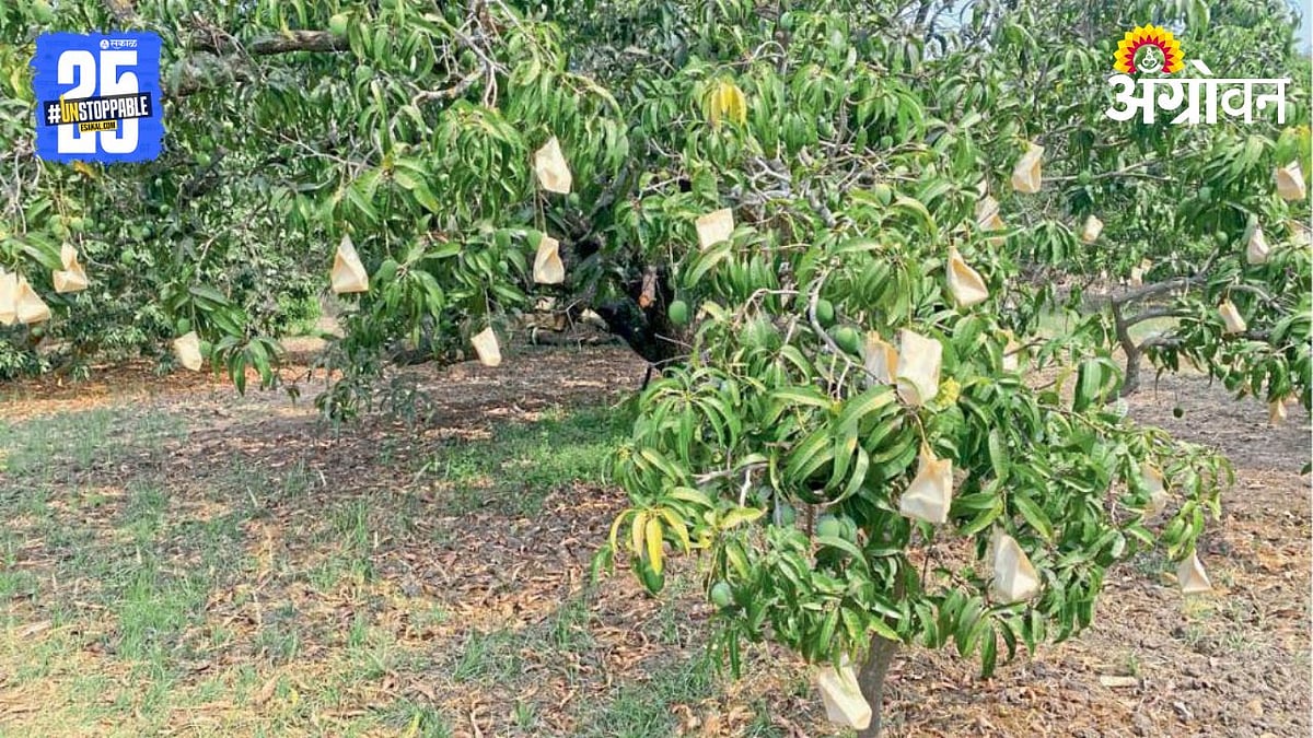 Mango Protection । आंब्याच्या फळाला कागदी पिशवीचा आधार । Mangoes Under ...