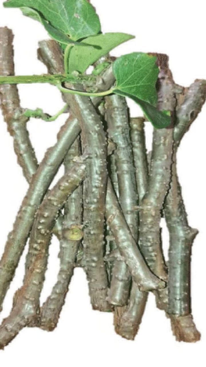 Gulvel Powder : कोमट पाणी आणि गुळवेल पावडर उपाशी पोटी घ्या, ५ आजारांना ...