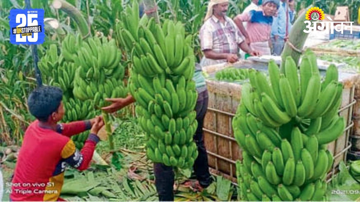 Banana Export | आखाती देशातील युद्धविरामाने केळी निर्यात सुरू | Gulf ...