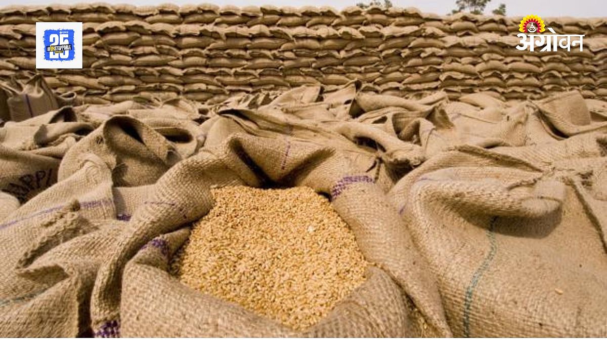 Wheat Export Ban : केंद्र सरकार गहू निर्यातीवरील बंदी कायम ठेवणार ...