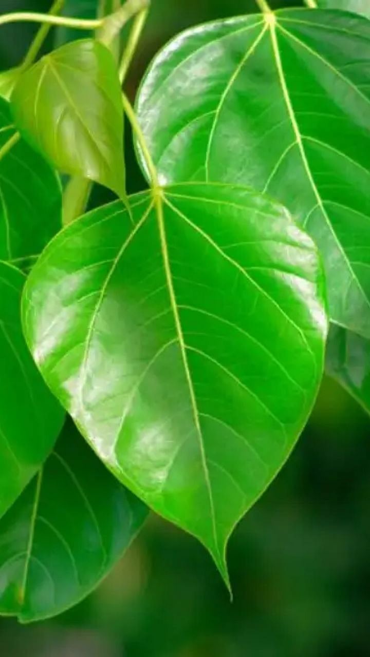 Peepal Leaves Benefits : पिंपळाच्या पानांचे आयुर्वेदातील महत्व, ५ आजार ...