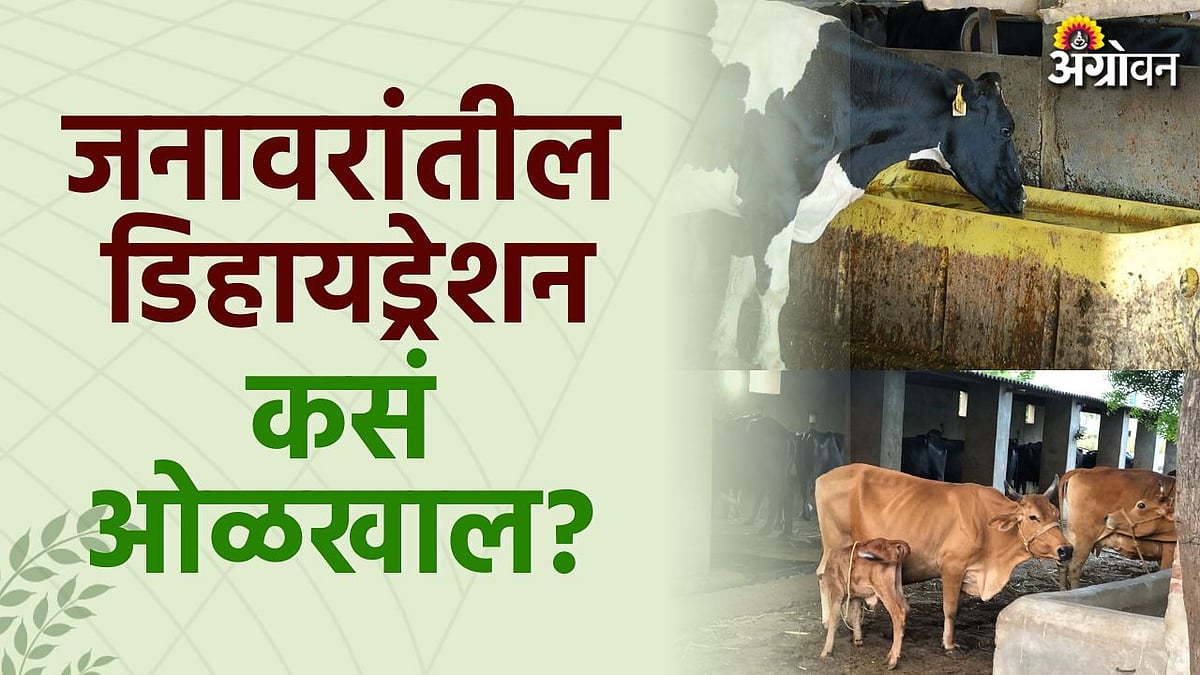 signs of dehydration in cattle: जनावरांतील डिहायड्रेशन कसं ओळखाल? |How ...