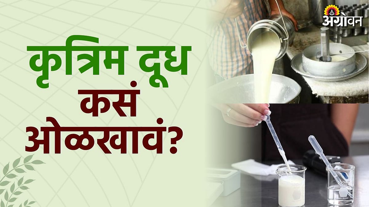 artificial milk detection: कृत्रिम दूध कसं ओळखावं? | How to Identify ...