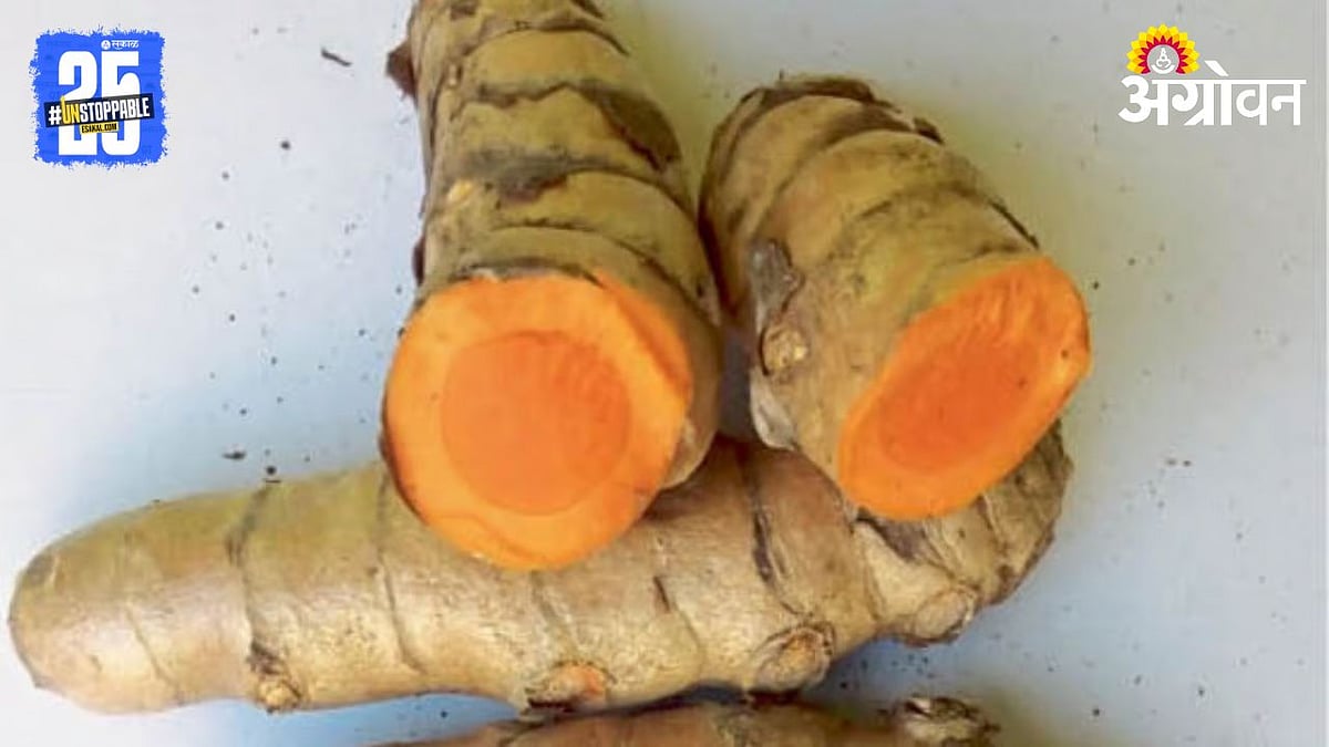 Waigoan Turmeric । गुजरातकरांना वायगाव हळदीची भुरळ । Waigaon Turmeric ...