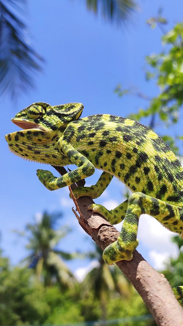 Color Changing Creatures । केवळ सरडाच नाही तर 'हे' जीवसुध्दा बदलतात रंग ...